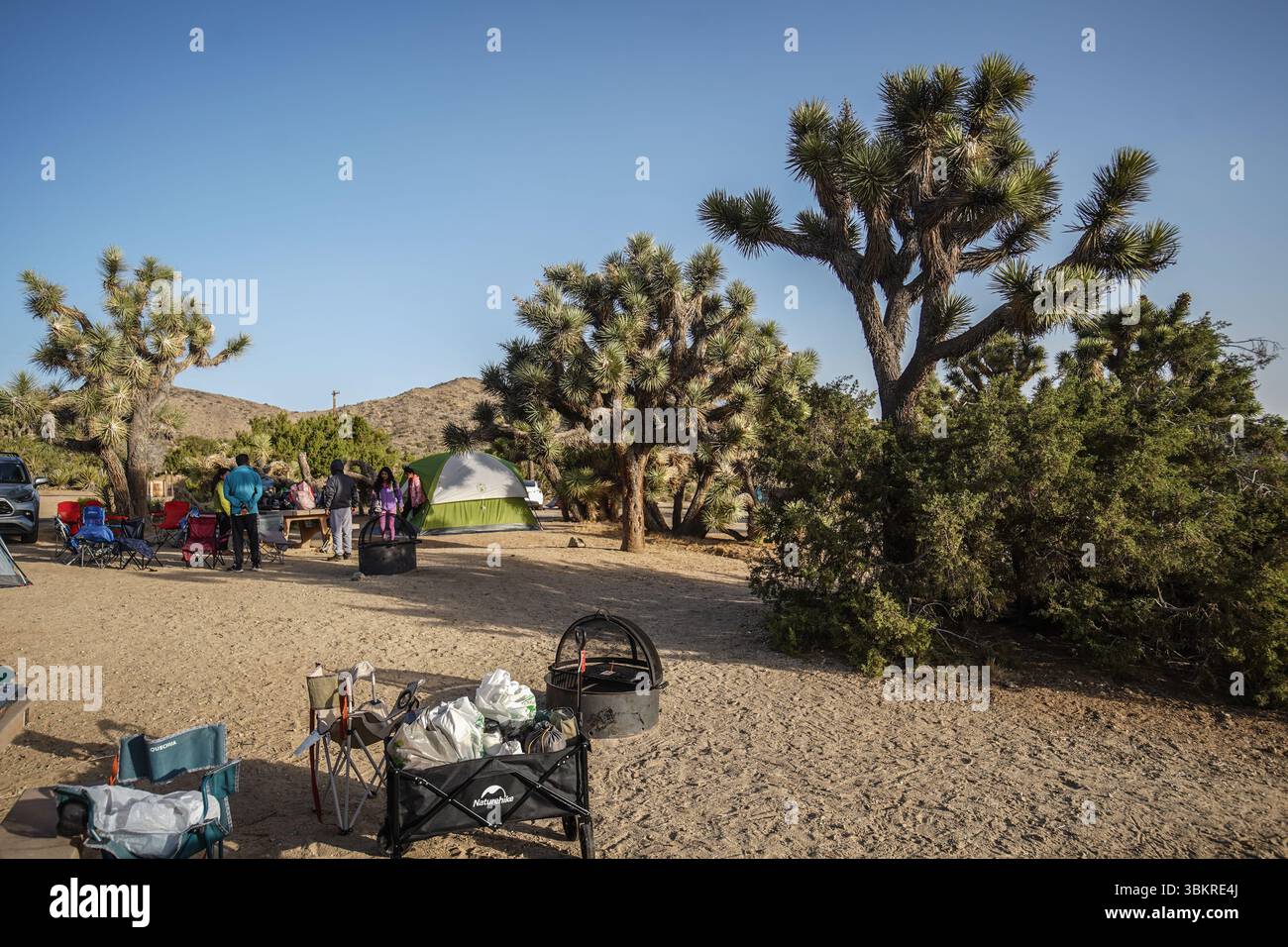 People camp at the campsite of Joshua Tree. Joshua Tree National Park ...