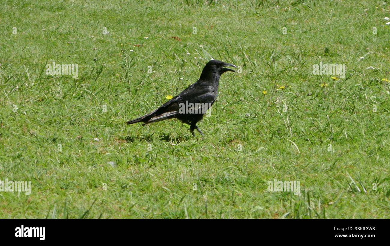 Paris, France 30th May 2025 Raven/Crow in Tuileries Gardens on May 30 ...