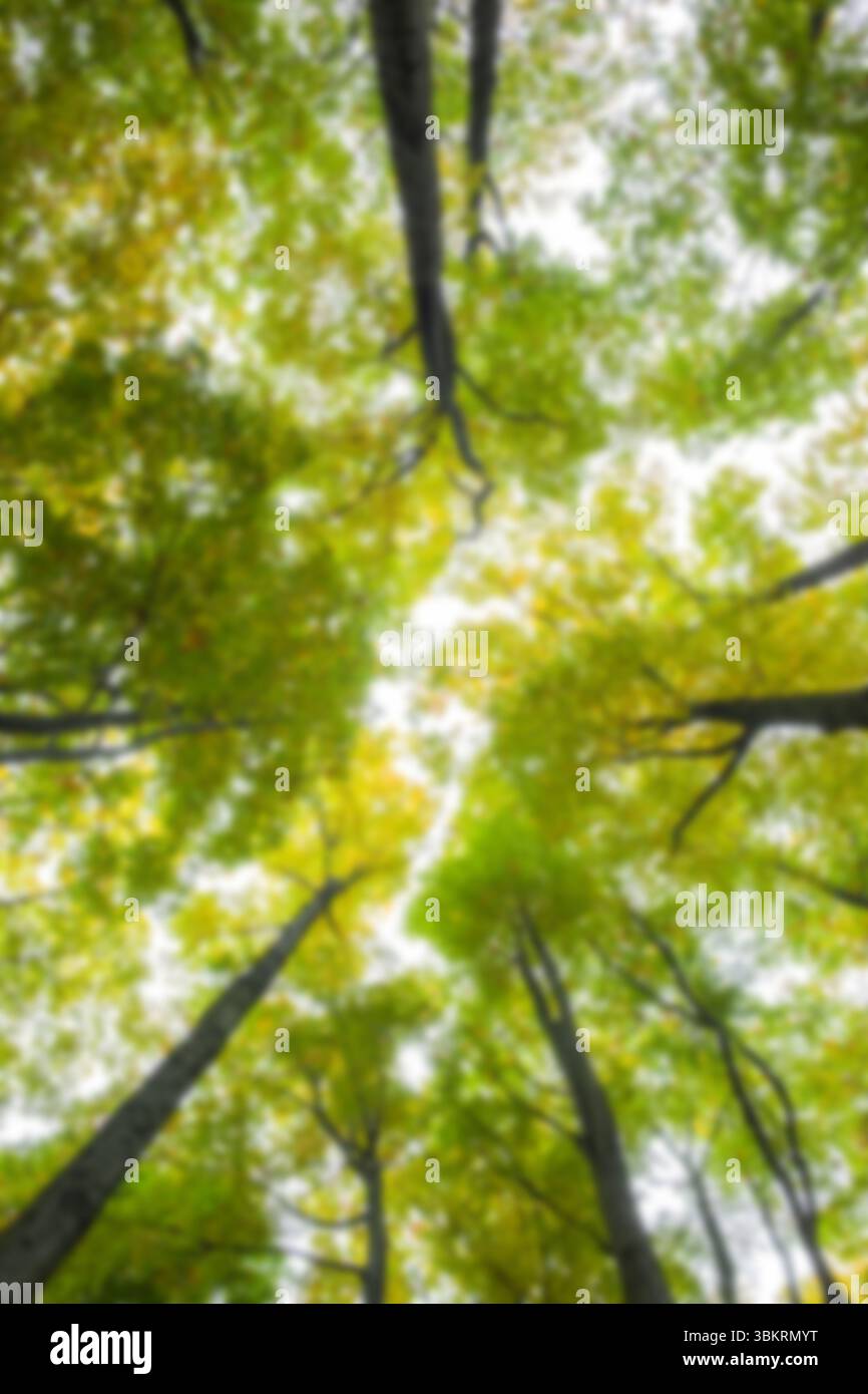 Green leaves tall trees in hi-res stock photography and images - Alamy
