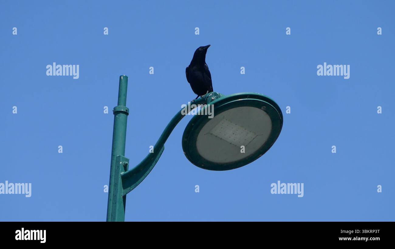 Paris, France 30th May 2025 Raven/Crow in Paris, France. Photo by Barry ...
