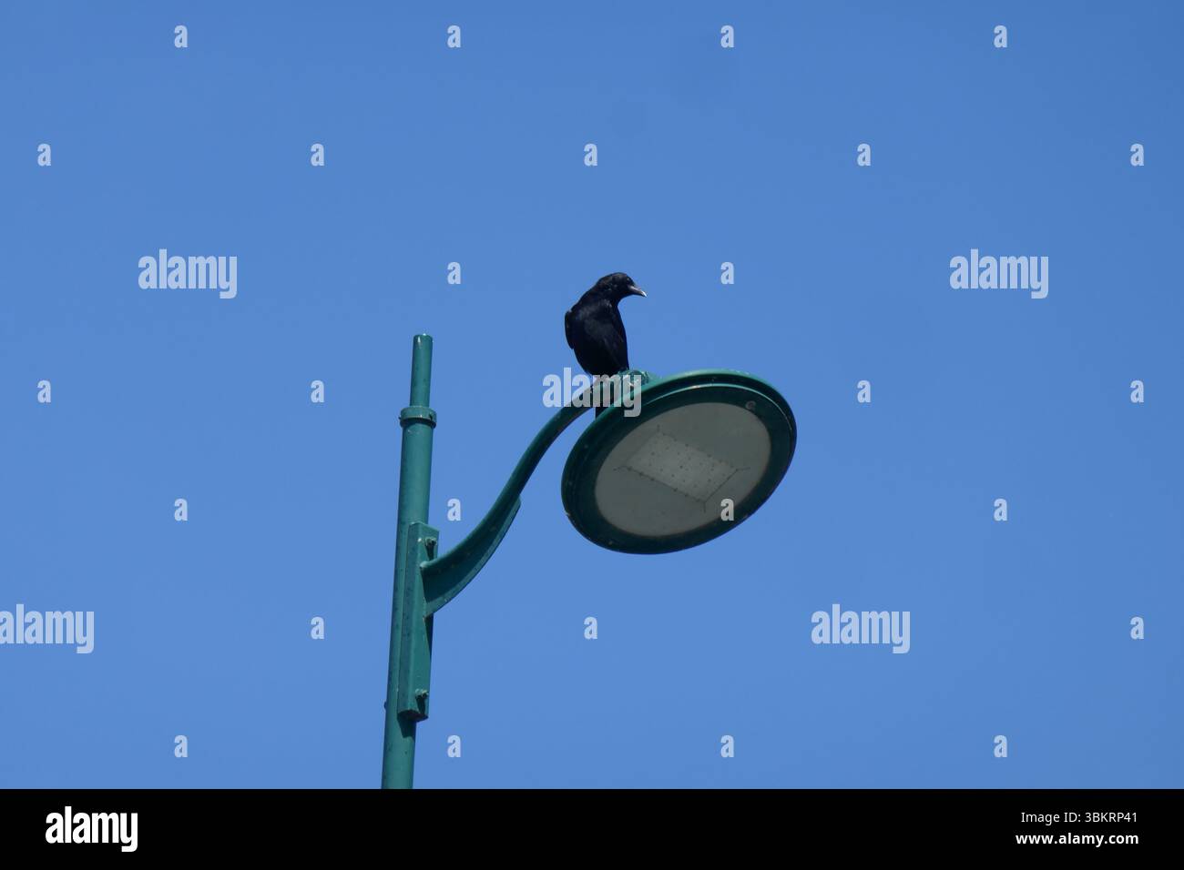 Paris, France 30th May 2025 Raven/Crow in Paris, France. Photo by Barry ...