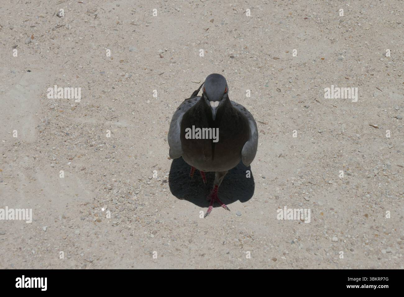 Paris, France 30th May 2025 Pigeon in Paris, France. Photo by Barry ...