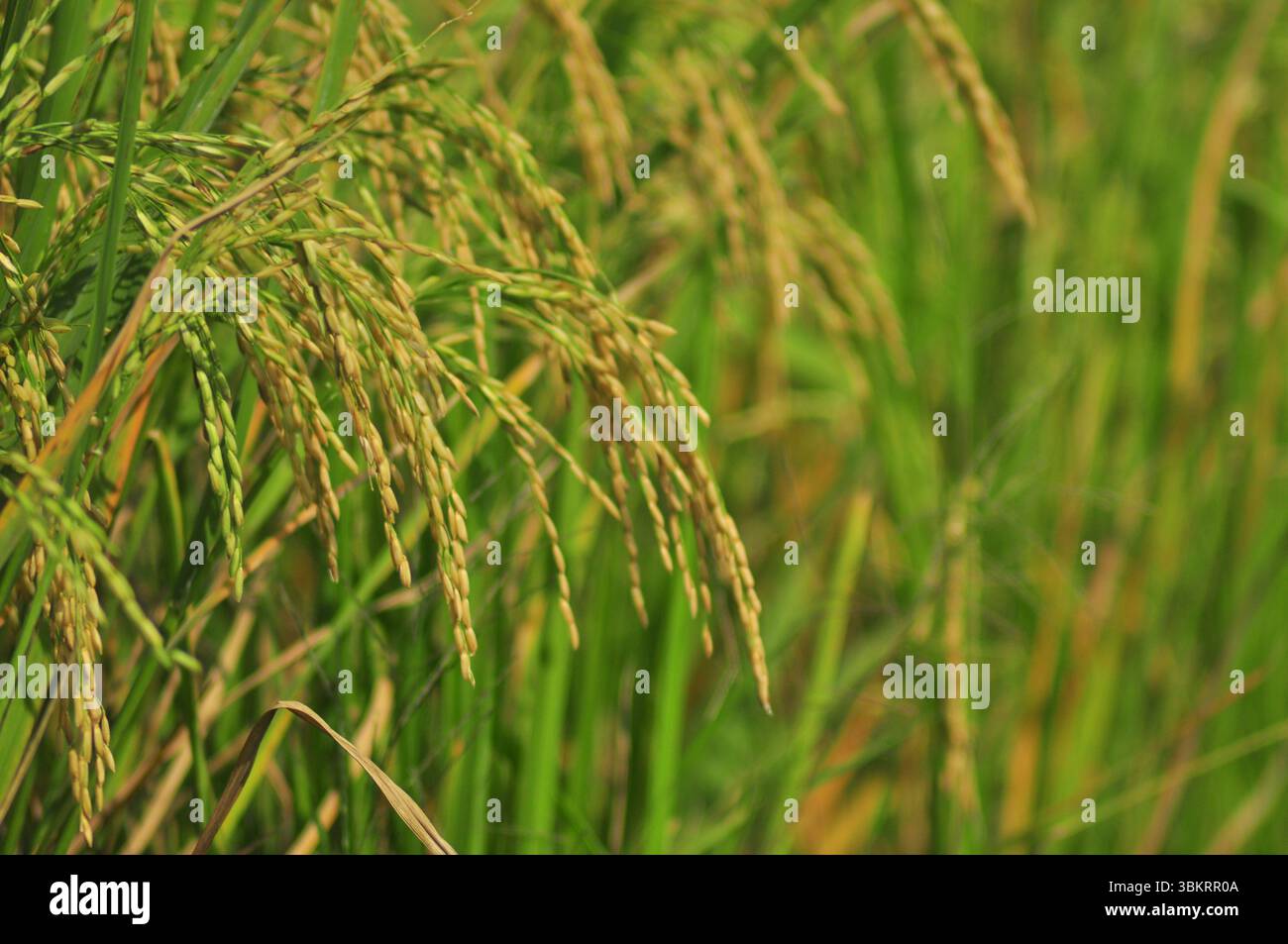 beautiful paddy field with blurry background Stock Photo - Alamy