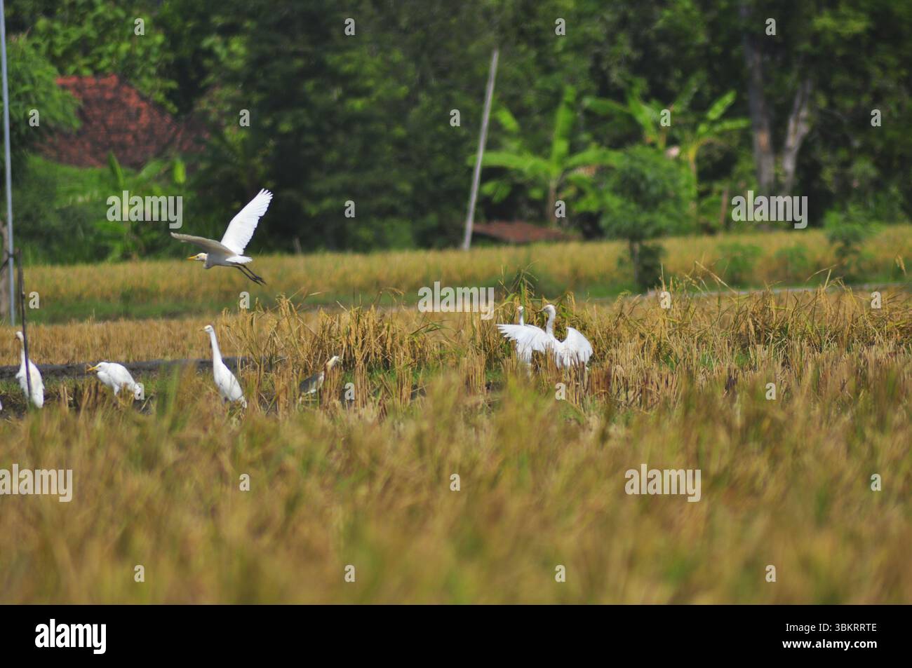 Big white bird in field hi-res stock photography and images - Alamy
