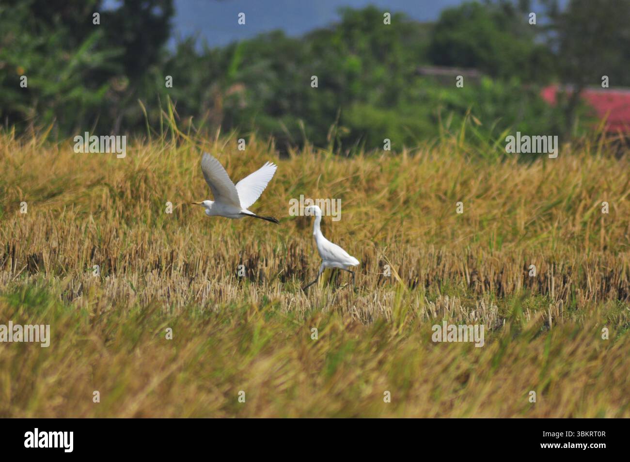 Big white bird in field hi-res stock photography and images - Alamy