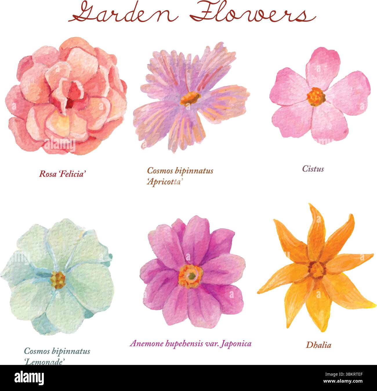 Garden illustration art Stock Vector Images - Alamy