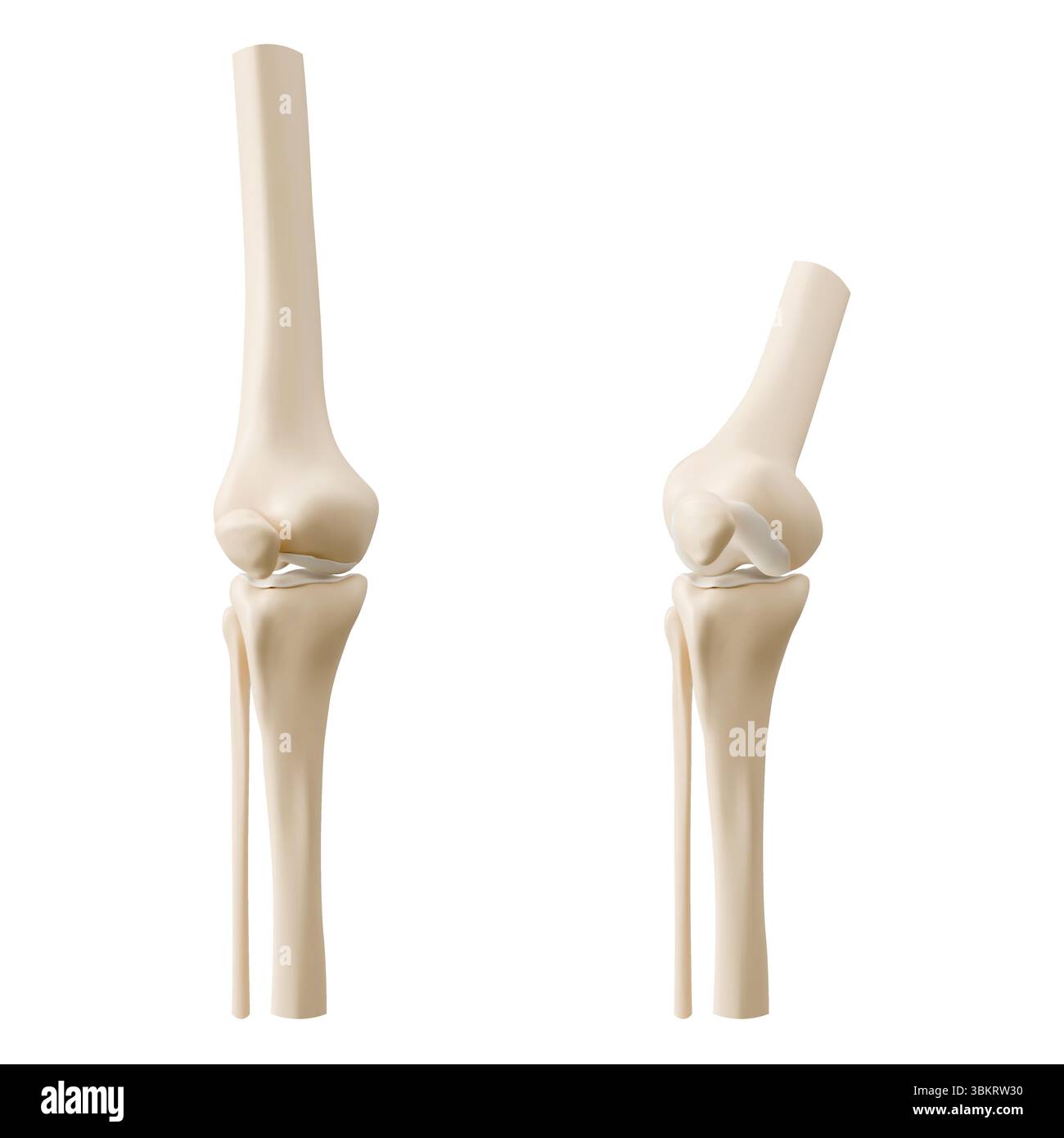 3D knee joint anatomy models showing straight and bent positions ...