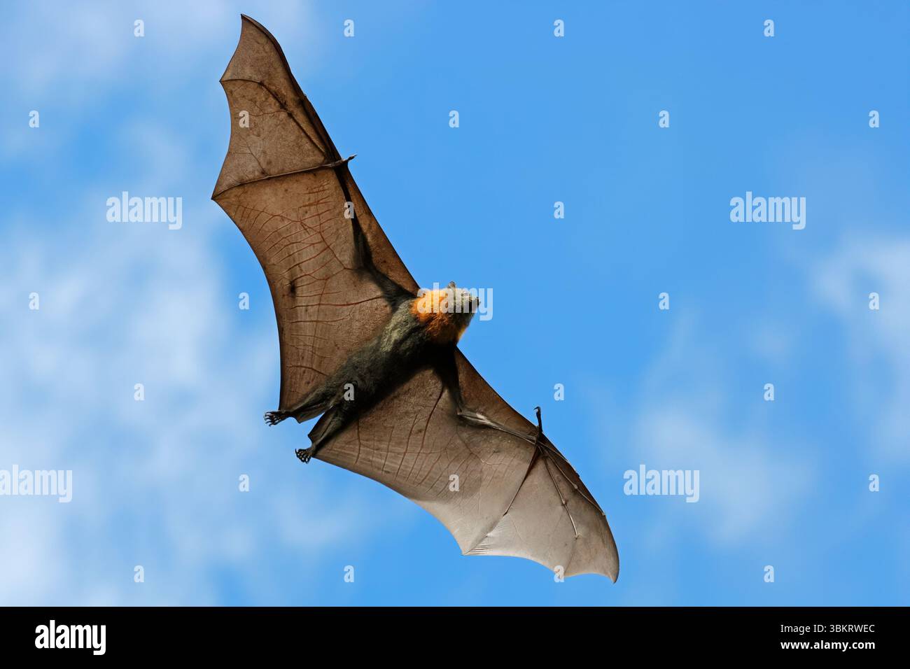 A grey-headed flying fox (Pteropus poliocephalus) in flight with open ...