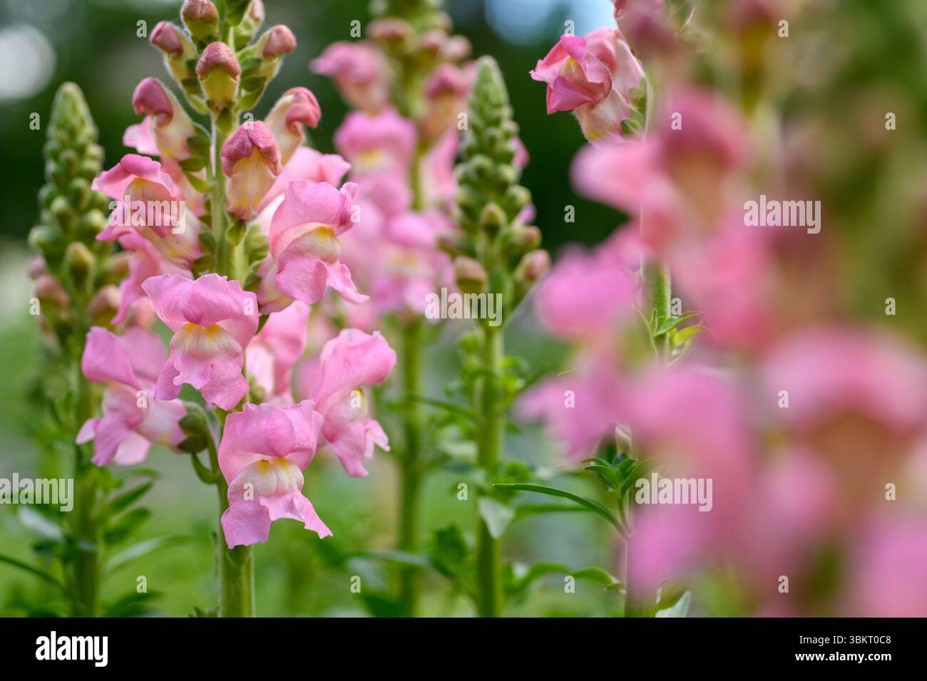 Beautiful pastel pink snapdragons. Snaps close up. Pink snapdragon ...