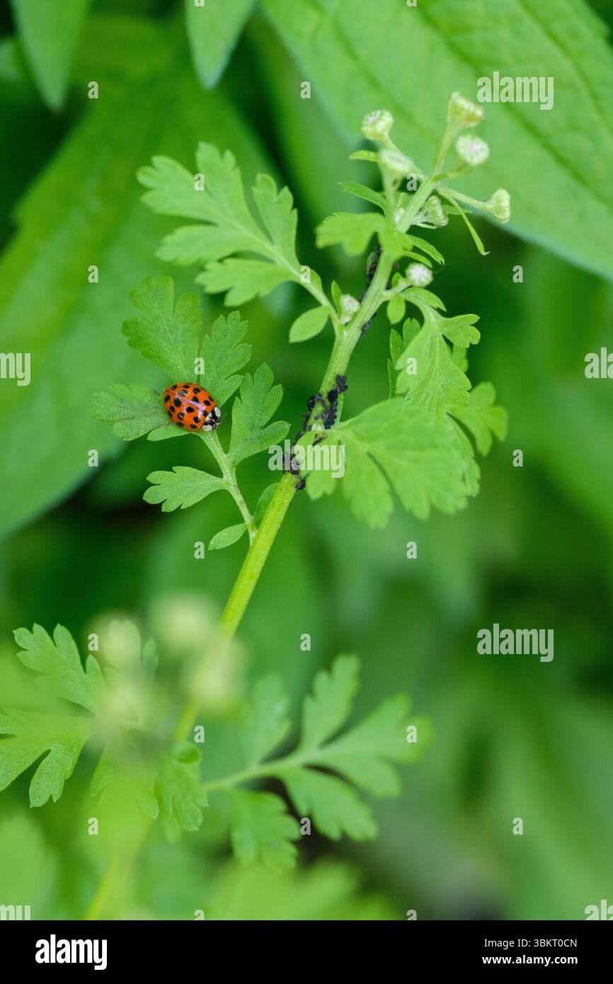 Black bean aphids plant infestation. Ladybug hunting for aphids. Lady ...