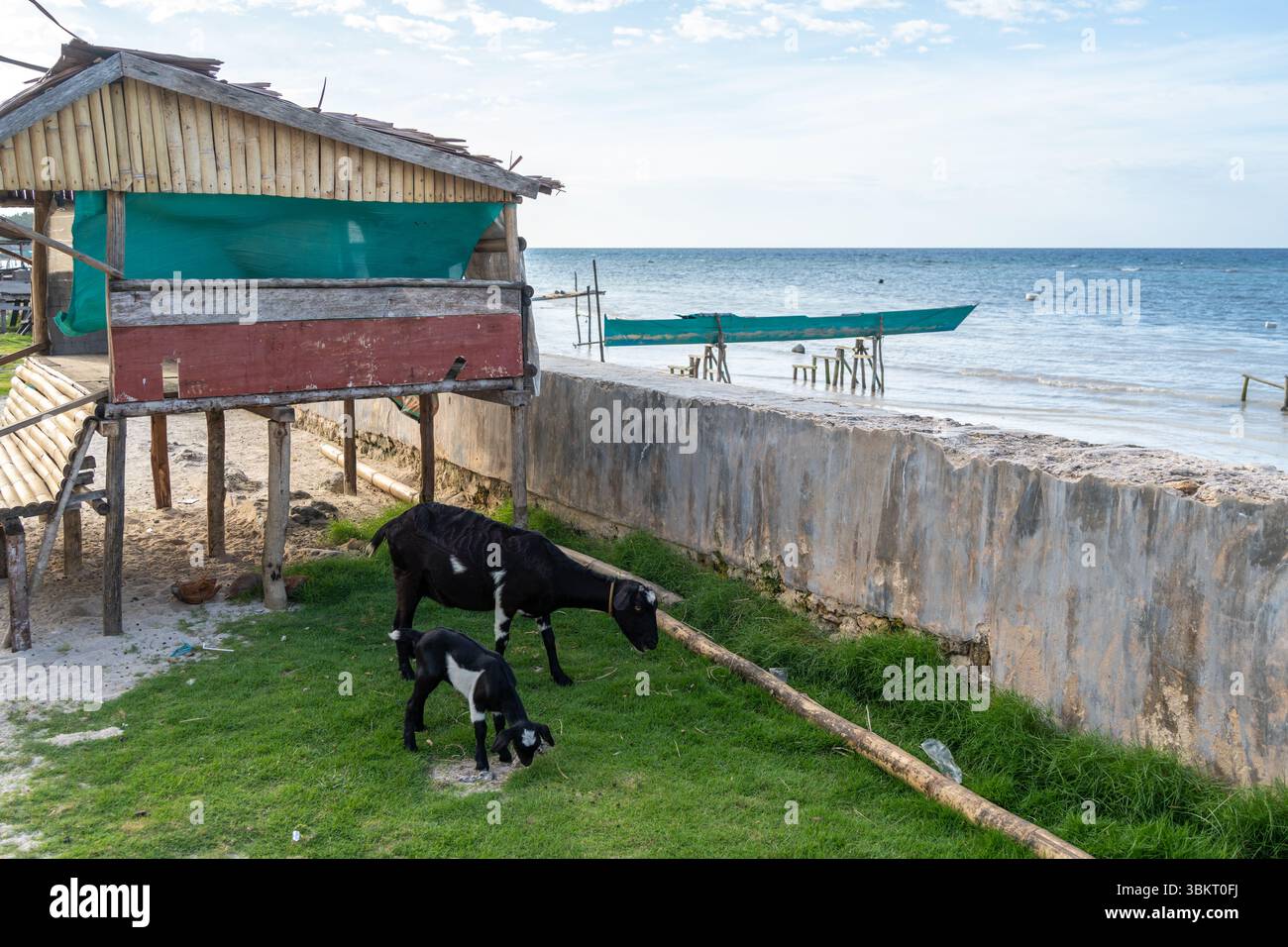 Goat grazing peacefully near hi-res stock photography and images - Alamy
