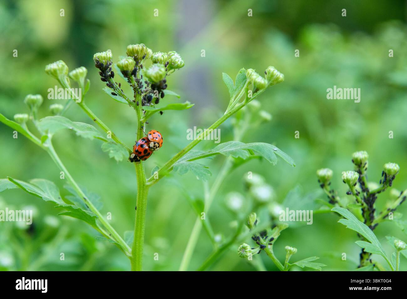 Ladybugs mating. Close up of asian lady beetles mating. Harmonia axyridis Stock Photo - Alamy