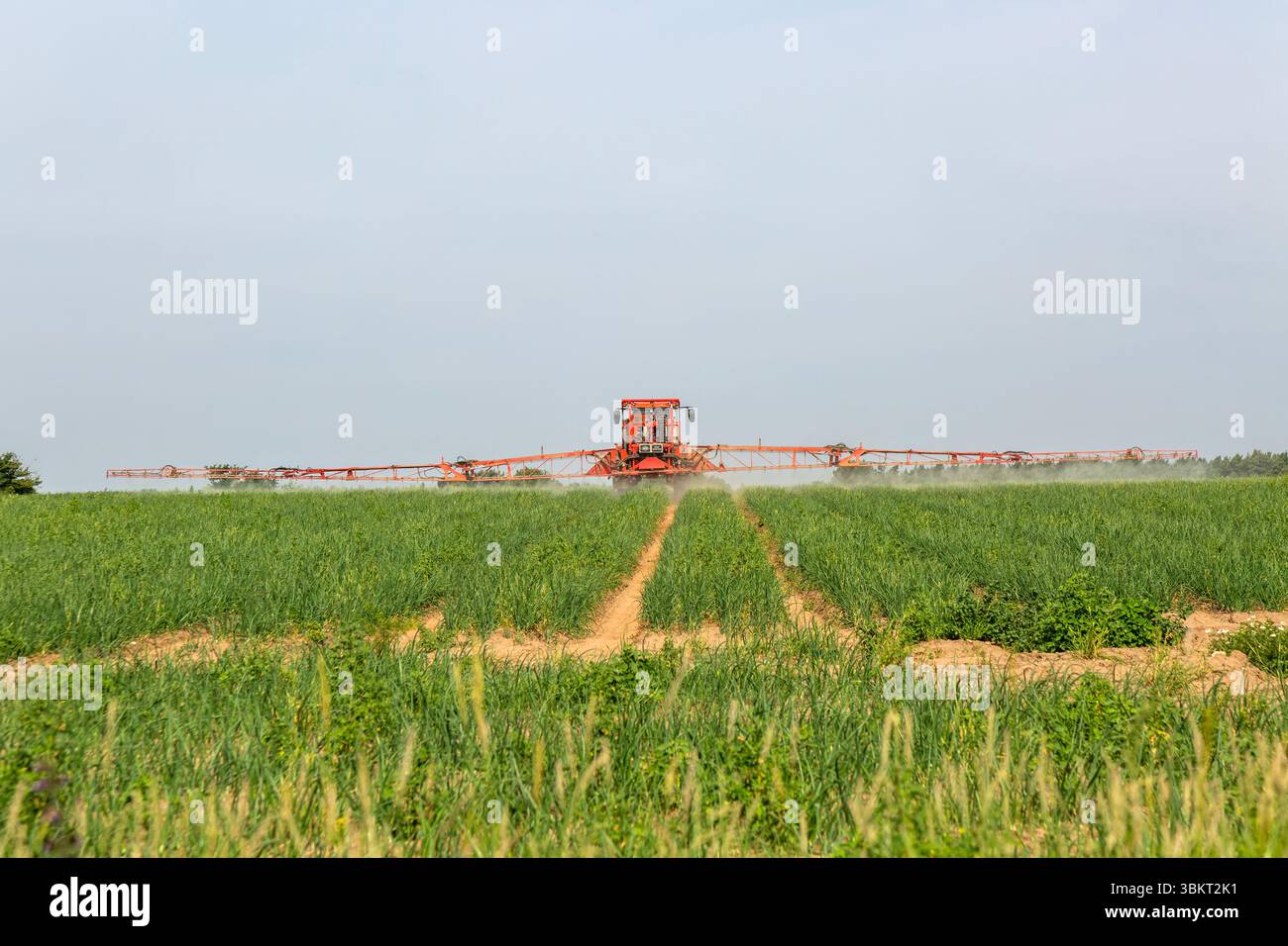 Tractor and crop sprayer spraying arable field, Capel St Andrew ...
