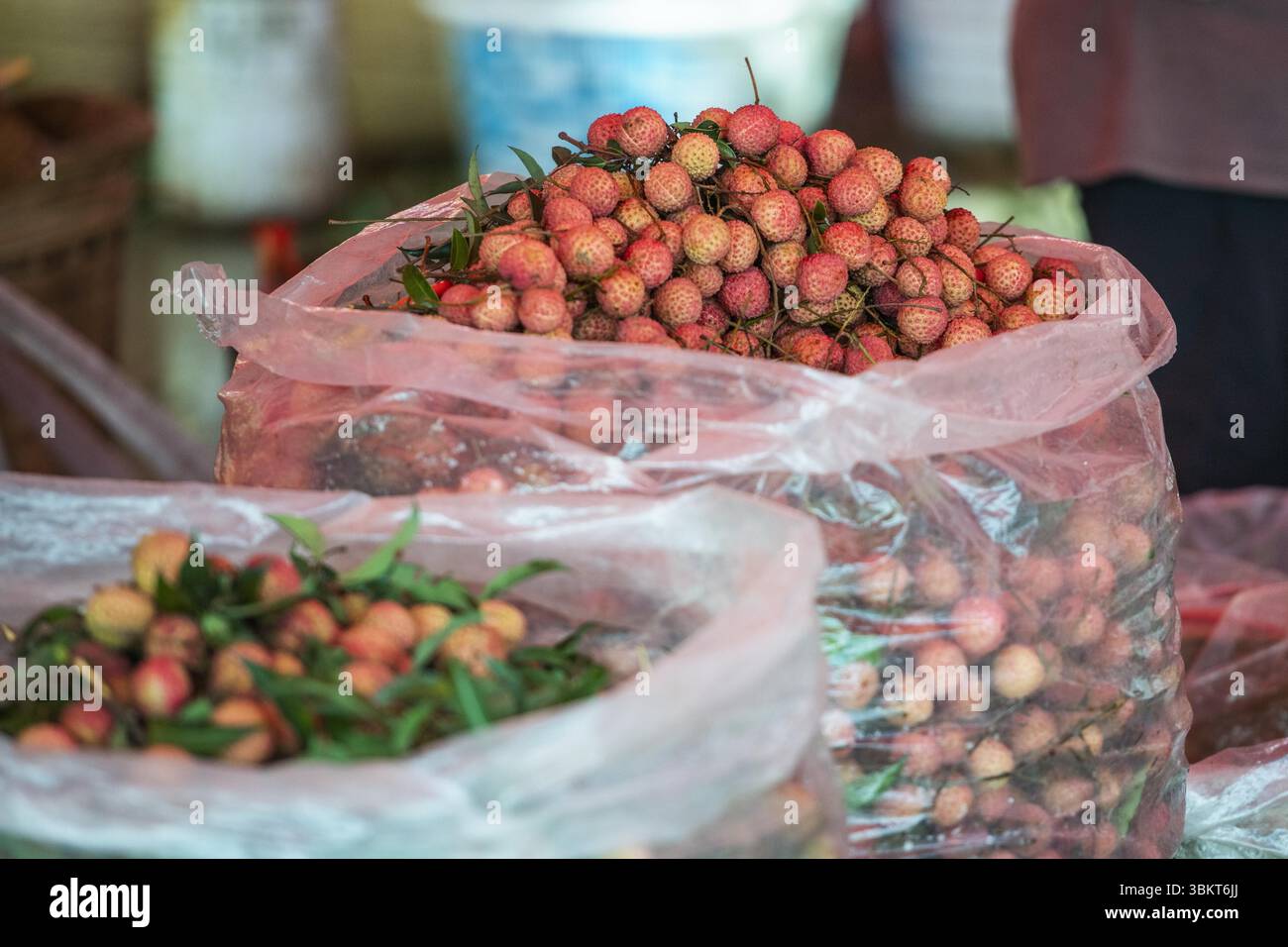 Lychee enters the harvest season in Huizhou City, south China's ...