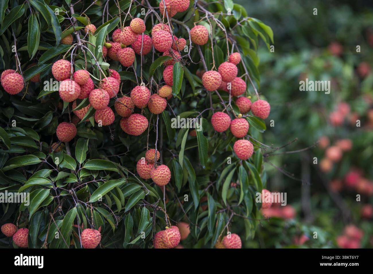 Lychee enters the harvest season in Huizhou City, south China's ...