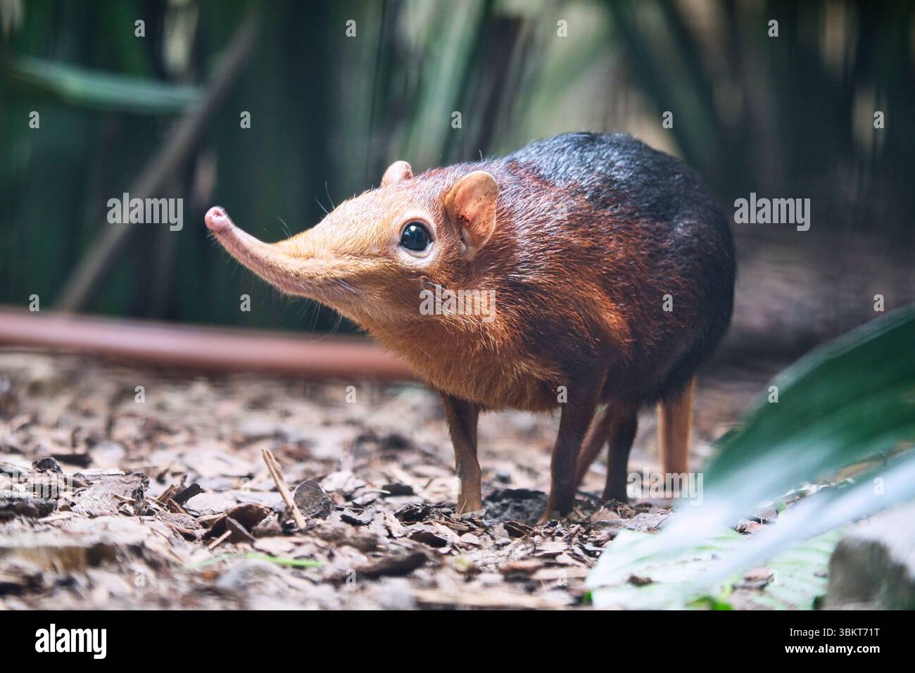 Savannah and bush dweller hi-res stock photography and images - Alamy