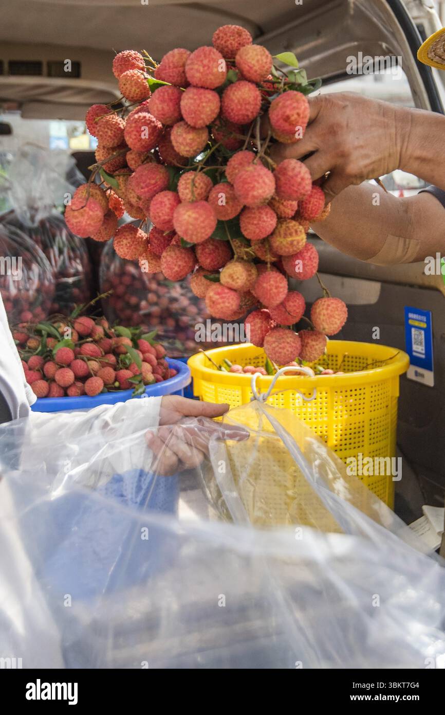 Lychee enters the harvest season in Huizhou City, south China's ...
