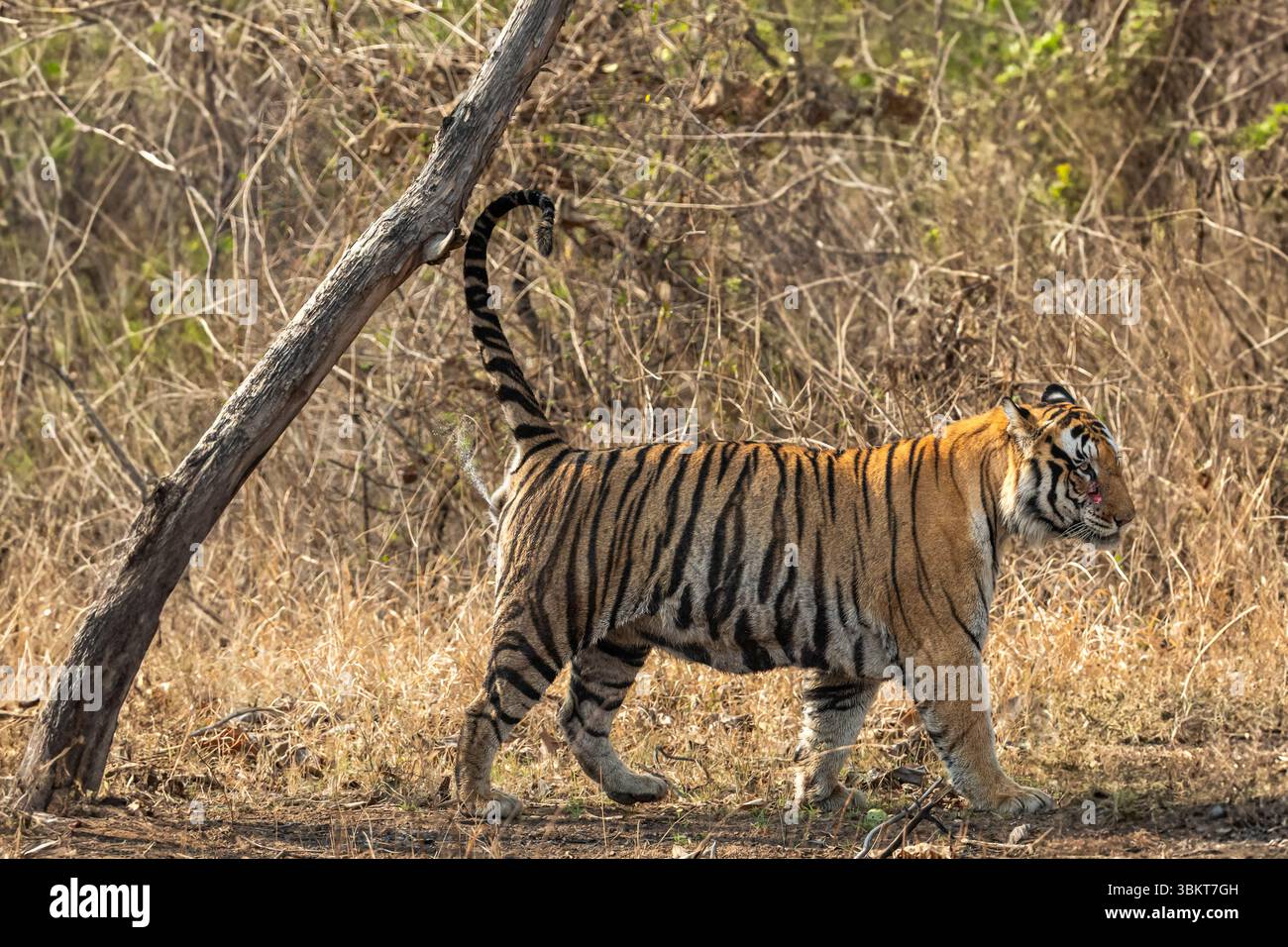wild male bengal tiger panthera tigris urine spraying scent territory ...
