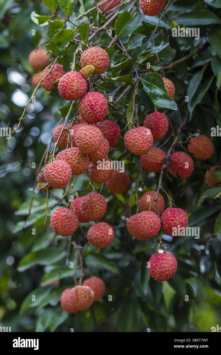 Lychee enters the harvest season in Huizhou City, south China's ...