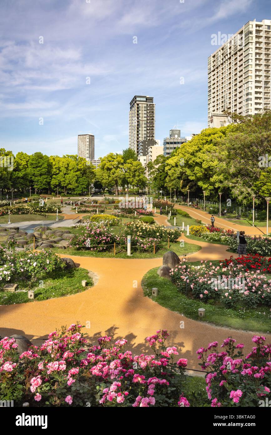 Blooming roses in rose garden in May at Utsubo park in Osaka, Japan ...