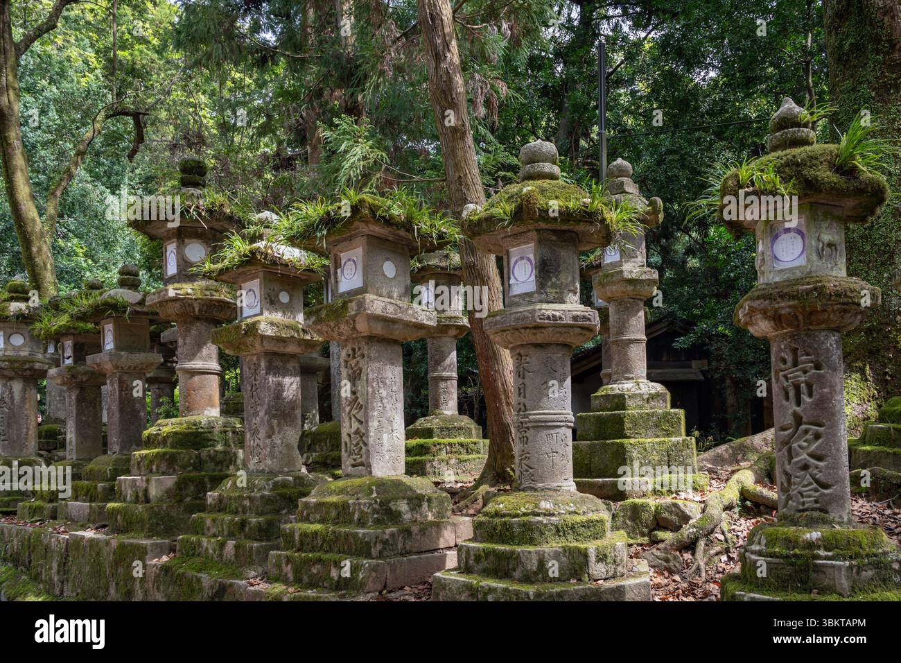Moss stone lantern japan hi-res stock photography and images - Alamy