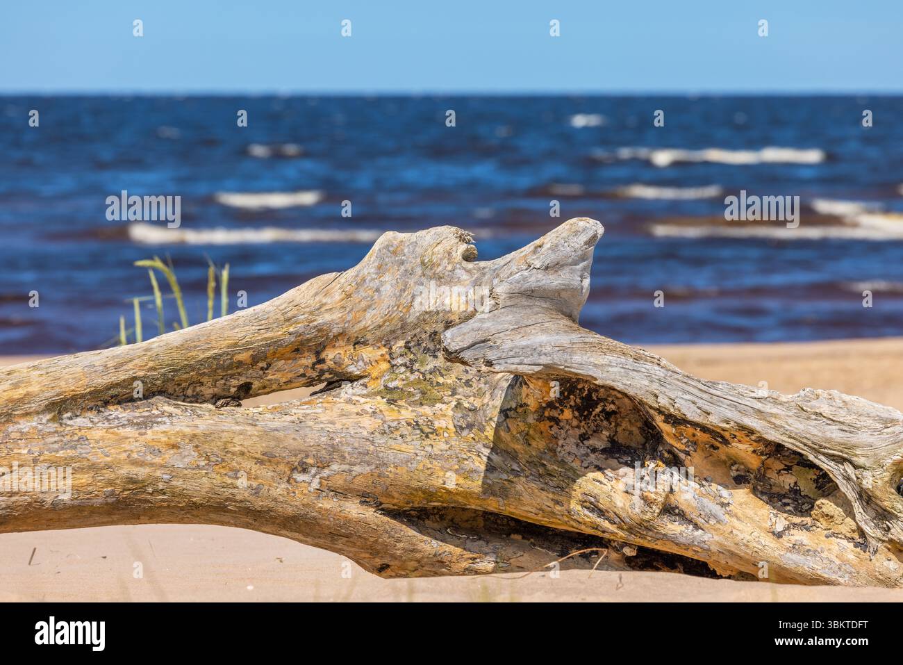 Dead tree log sandy beach hi-res stock photography and images - Alamy