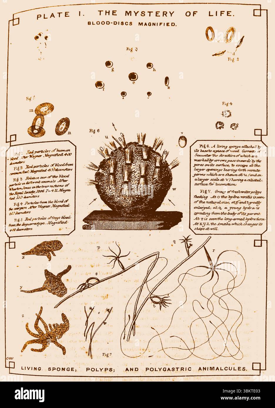 A Victorian chart explaining the building blocks of life Stock Photo ...