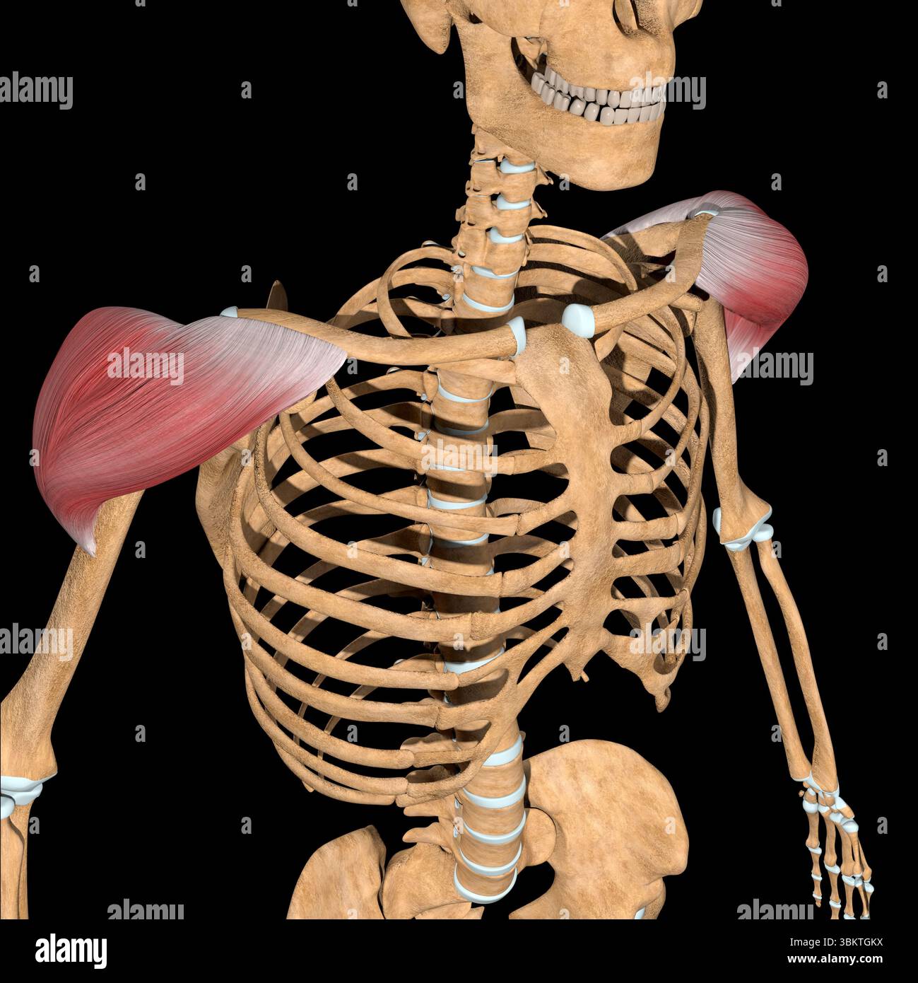 This 3d illustration shows the deltoid muscles on skeleton Stock Photo ...