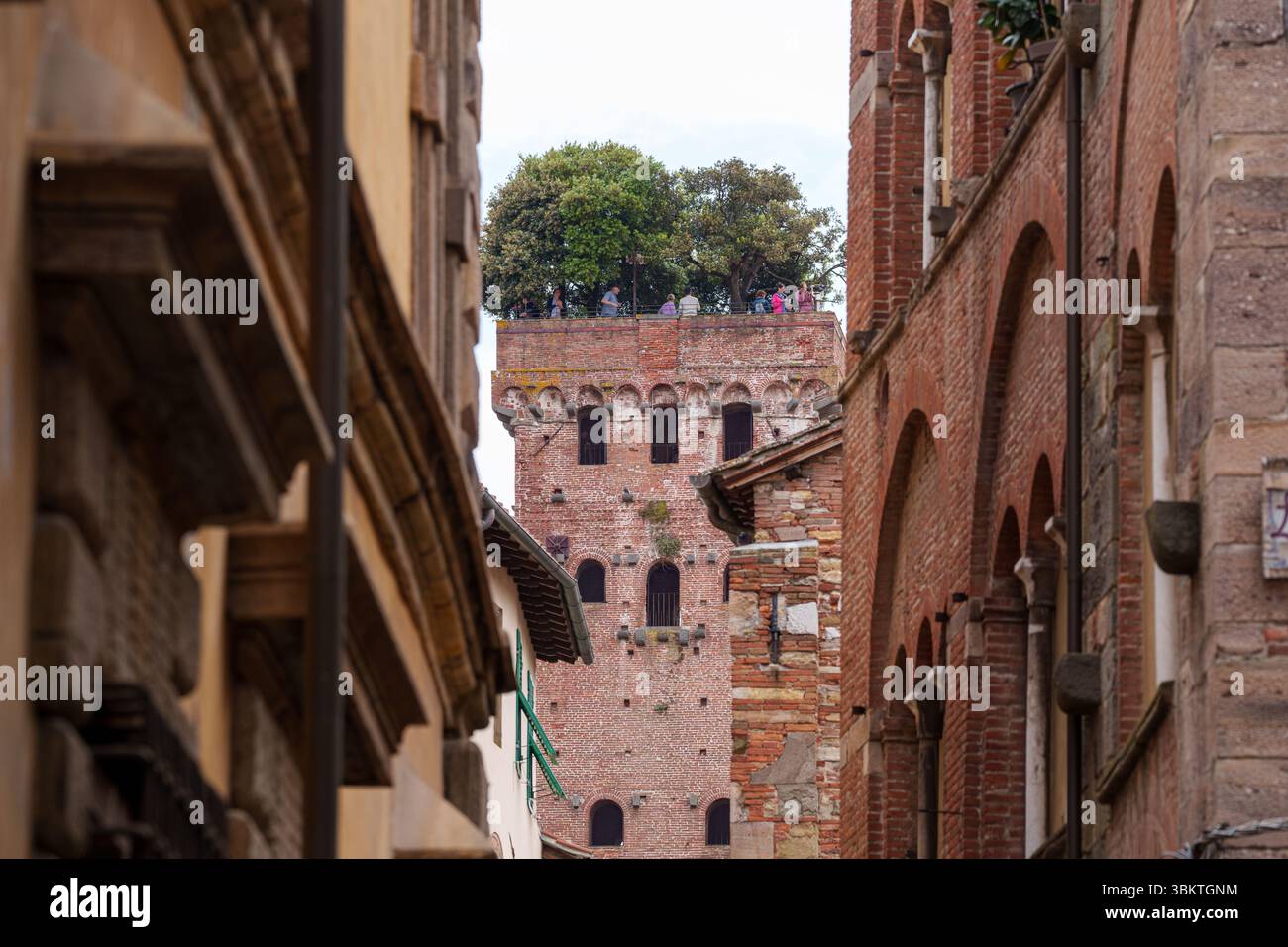 View of Guinigi Tower in Lucca, Italy, with trees growing on the ...