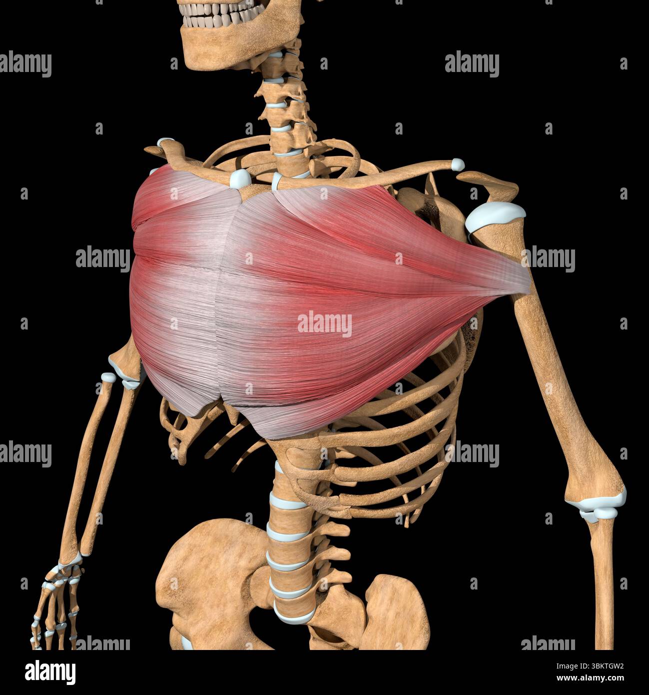 This 3d illustration shows the pectoralis major muscles on skeleton ...