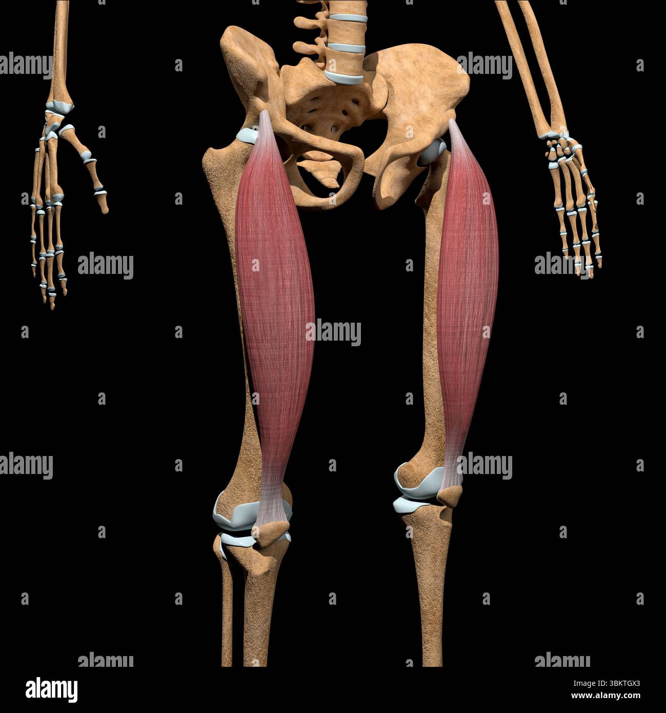 This 3d illustration shows the rectus femoris muscles on skeleton Stock ...