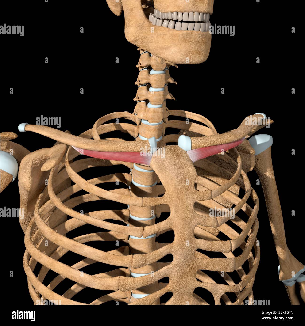 This 3d illustration shows the subclavius muscles on skeleton Stock ...