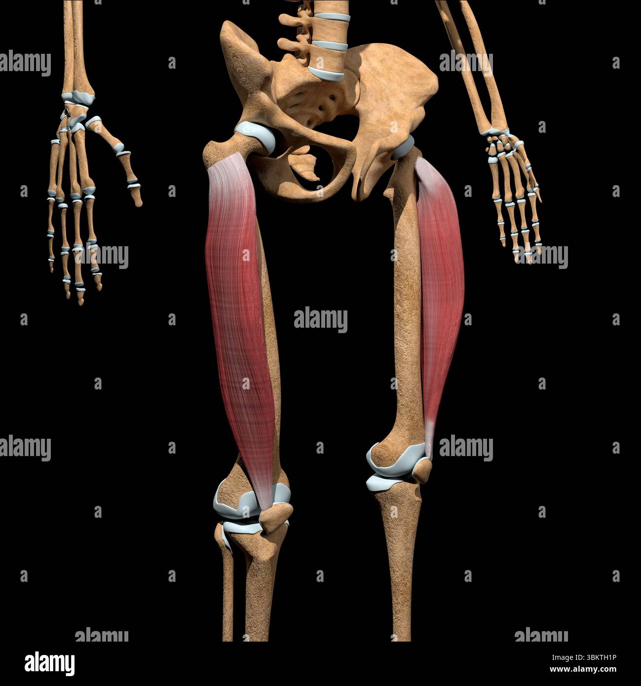 This 3d illustration shows the vastus lateralis muscles on skeleton ...