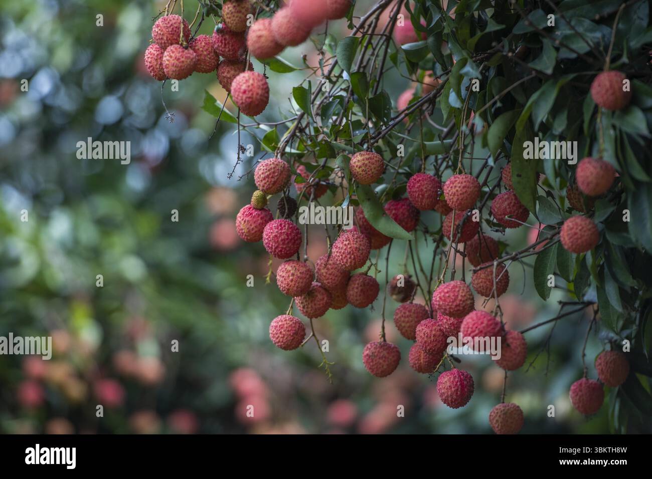 Lychee enters the harvest season in Huizhou City, south China's ...