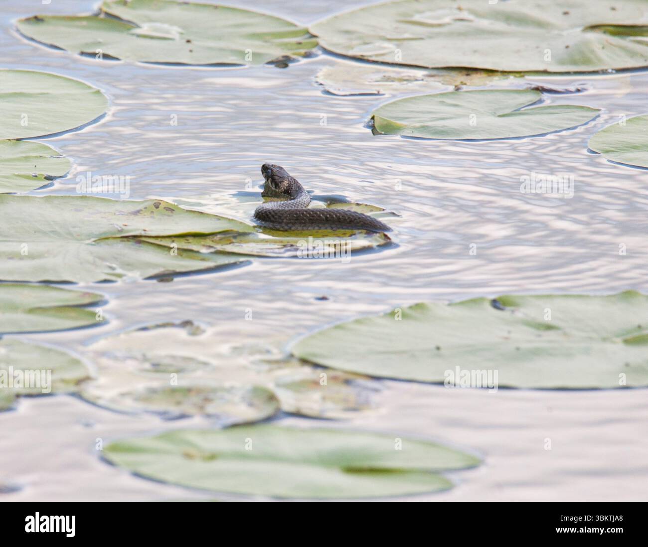 Grass snake Snok Natrix natrix Stock Photo - Alamy