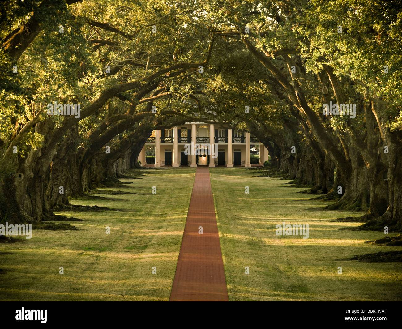 Oak lined pathway on a plantation Stock Photo - Alamy