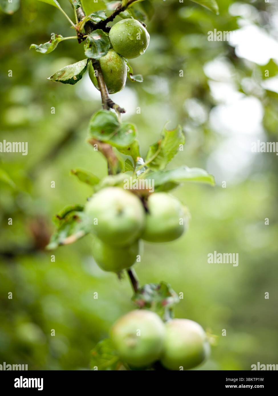 Fruit laden tree hi-res stock photography and images - Alamy