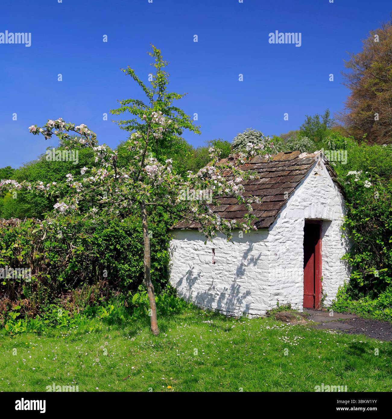 Outside lavatory / Ty Bach at Kennixton farmhouse with apple blossom ...