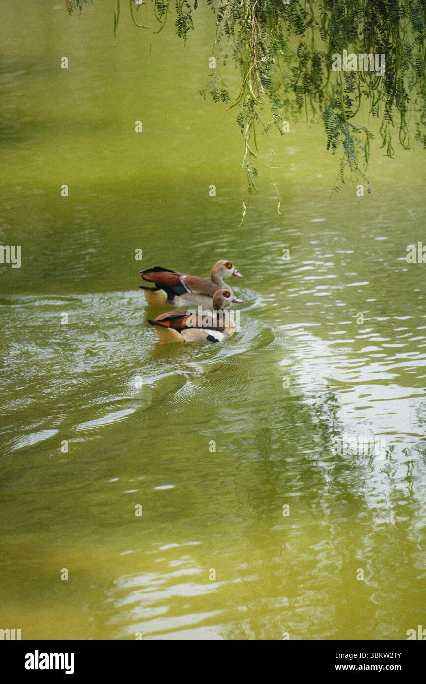 Duck enjoying a peaceful lake day Stock Photo - Alamy