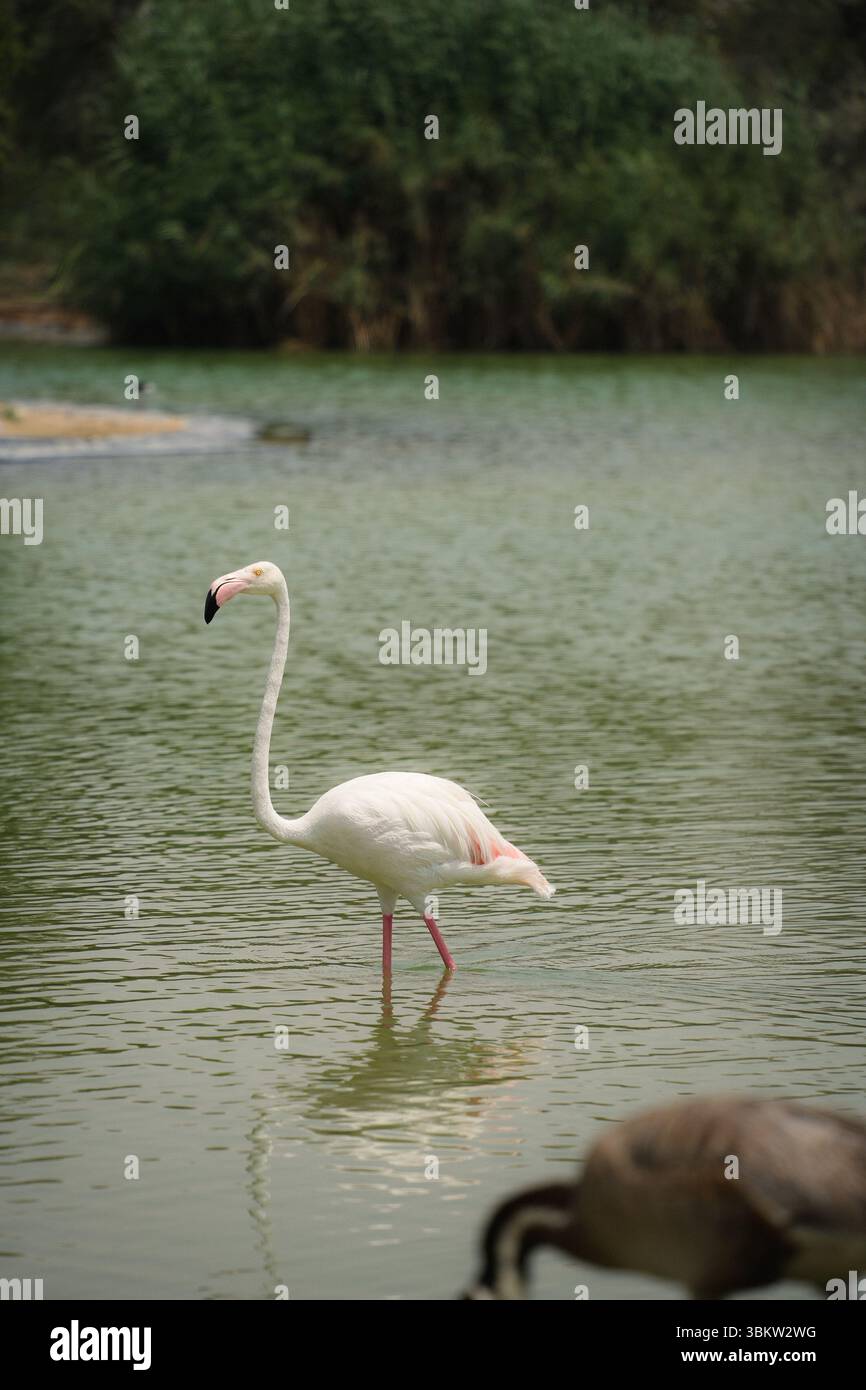 Flamingo posing beautifully in the water with its long legs and curved ...