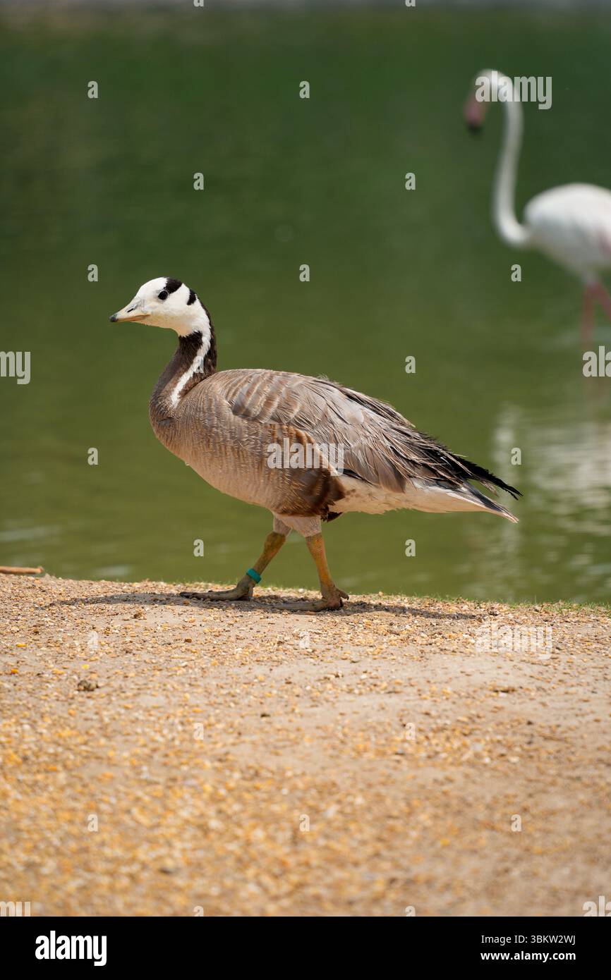 Peaceful waterbird hi-res stock photography and images - Alamy