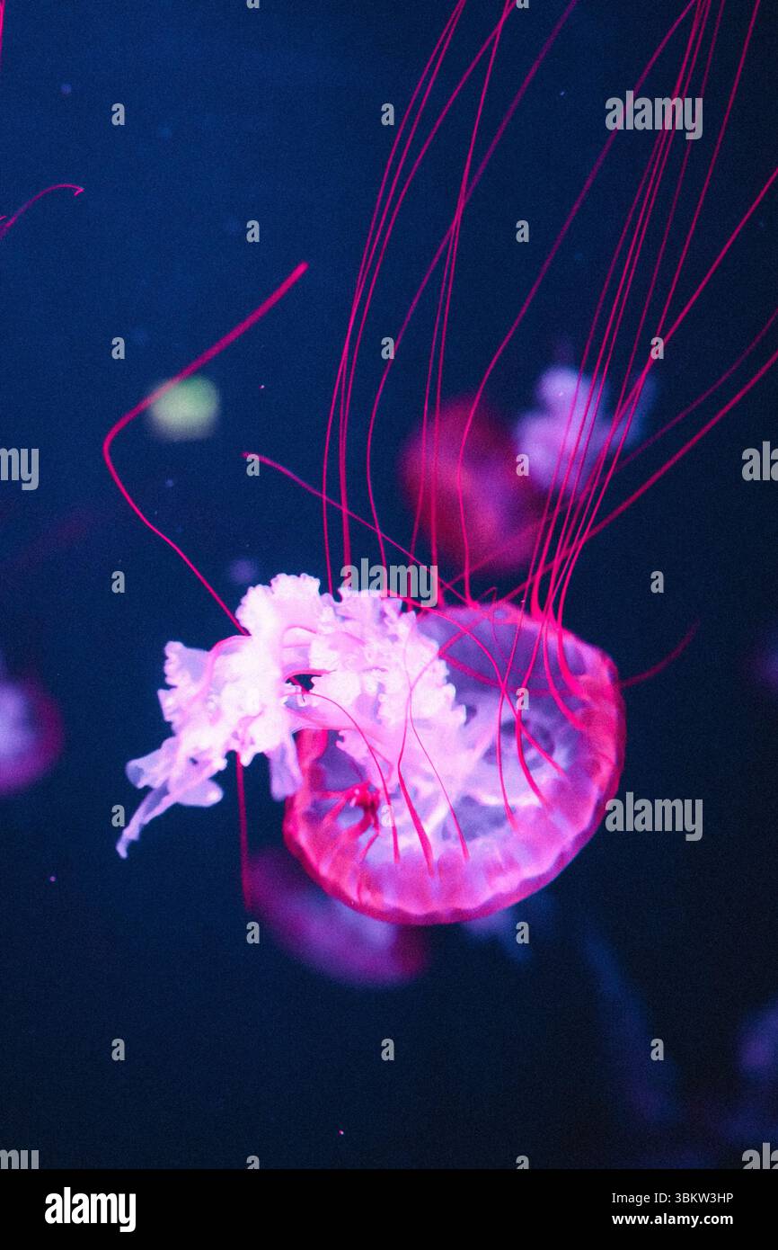 Luminous sea jelly hi-res stock photography and images - Alamy