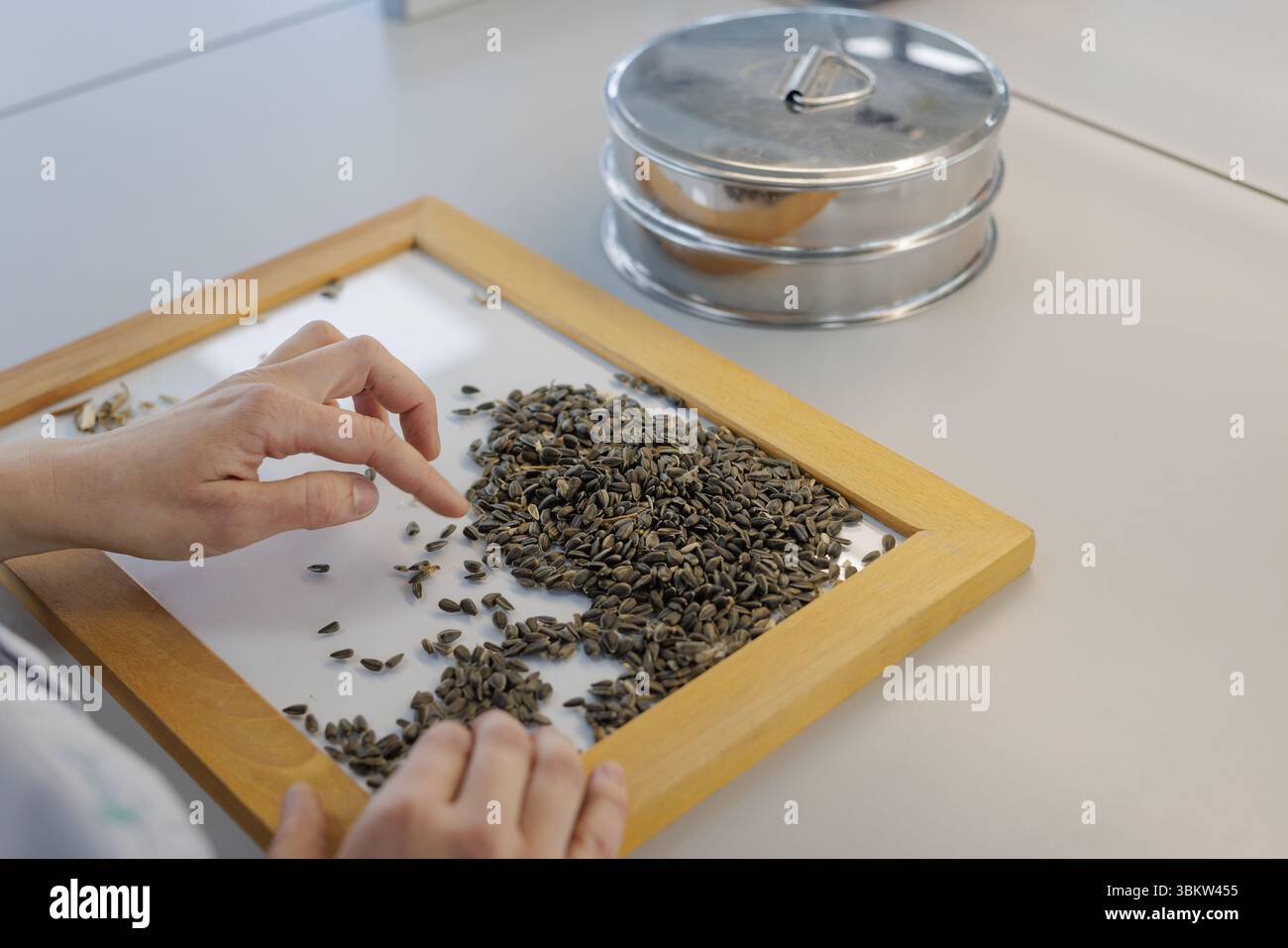 Hands sorting sunflower seeds in a laboratory for quality control, food ...