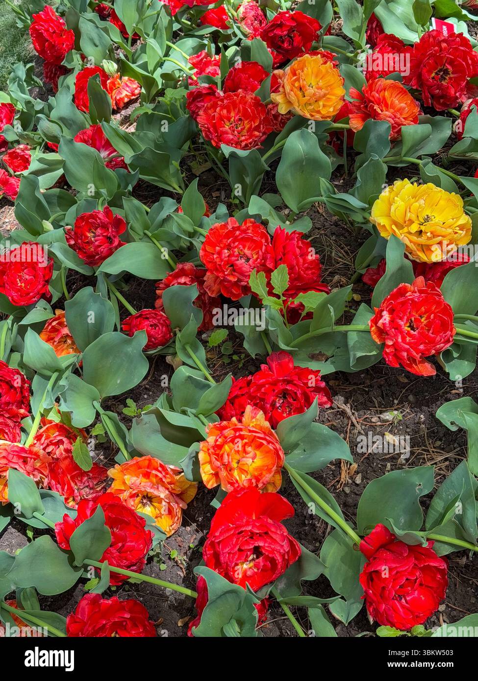 Lush peony flowers hi-res stock photography and images - Alamy