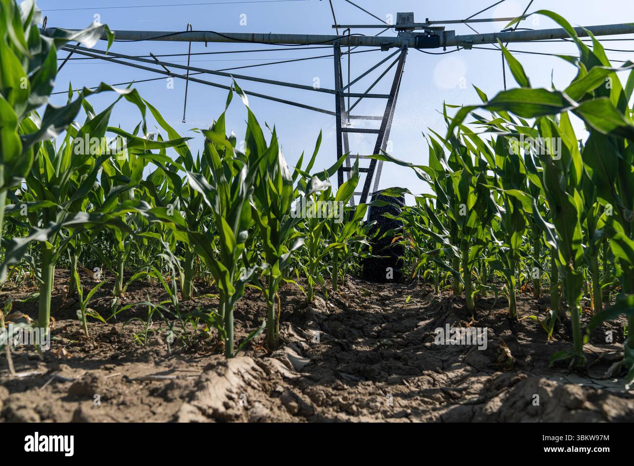 Agricultural pivot irrigation system on a corn field Stock Photo - Alamy