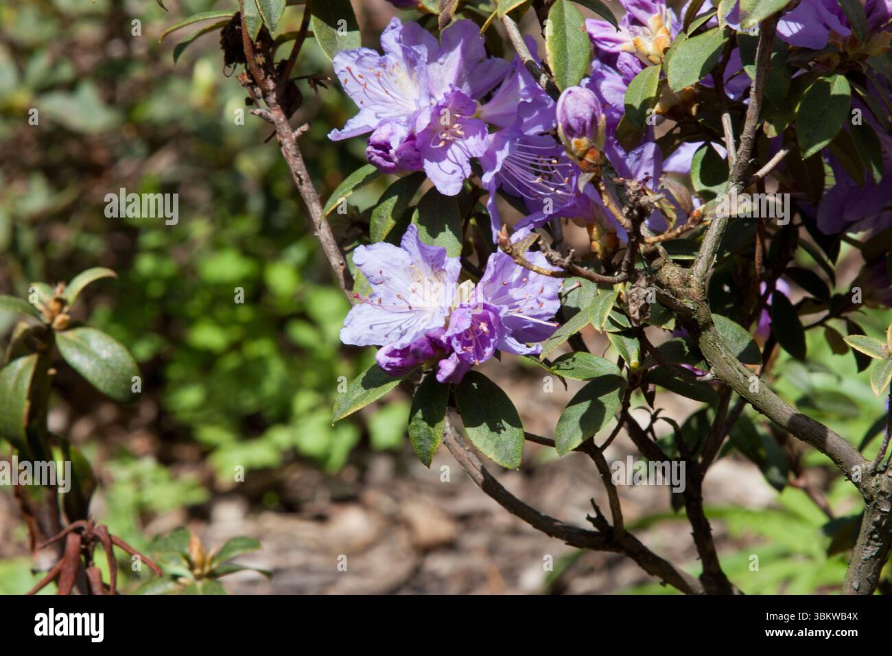 Catawba rhododendron rhododendron catawbiense hi-res stock photography ...