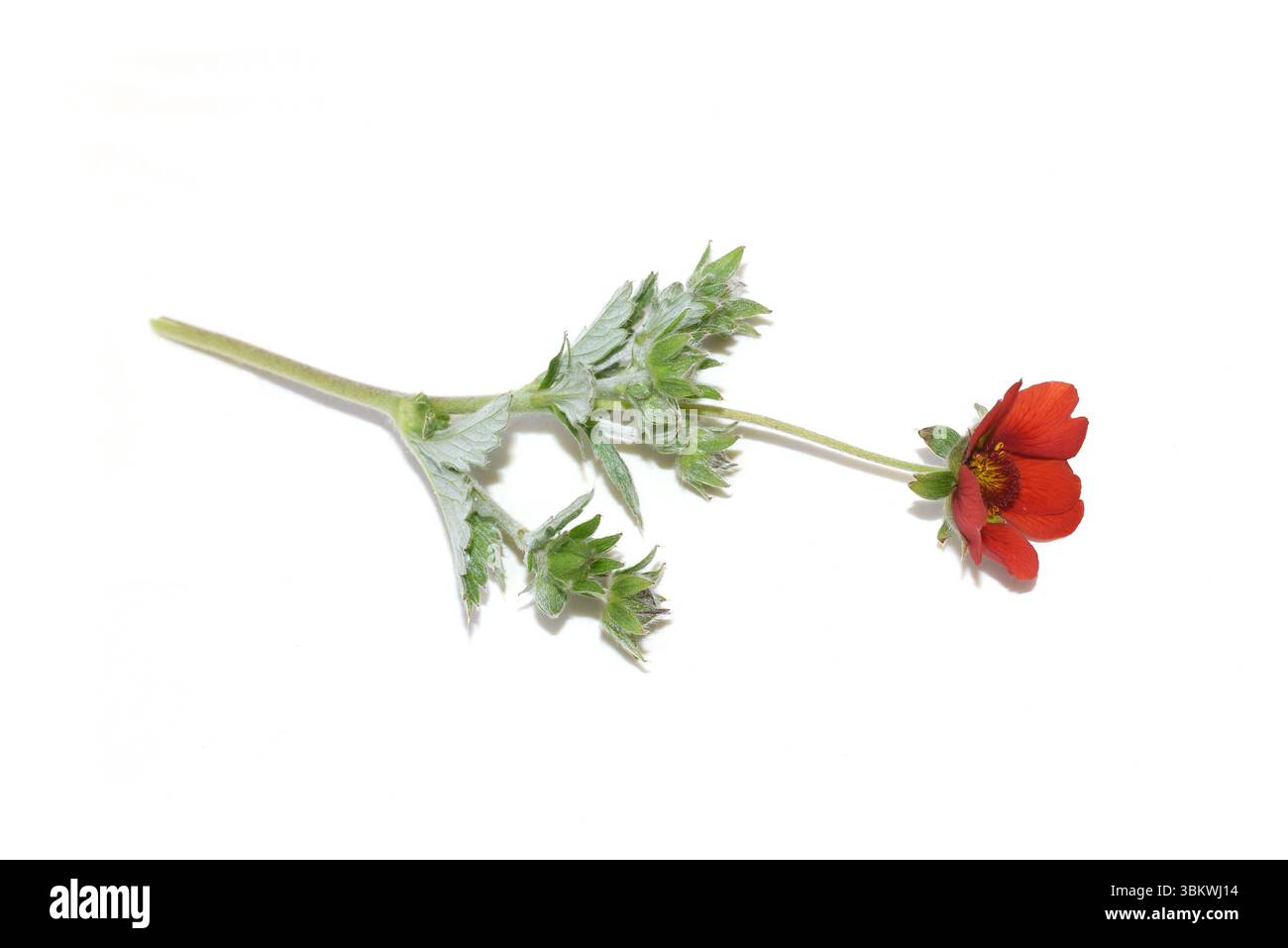 Red cinquefoil Potentilla atrosanguinea plant flower isolated on white ...