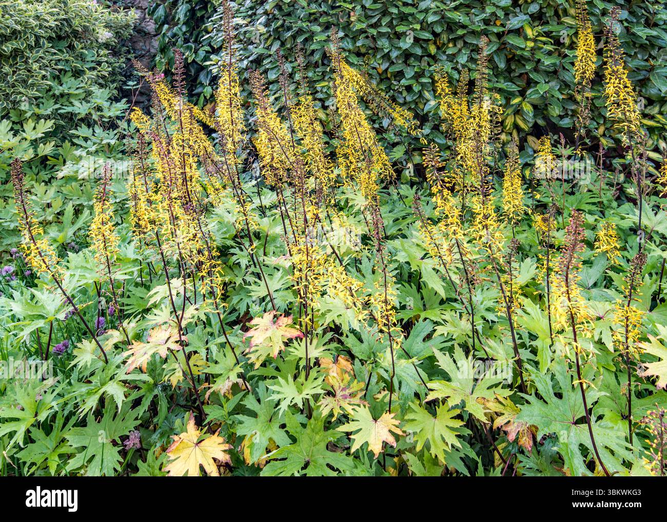 Yellow blooms of Ligularia on upright stems,perfect at the rear of an ...