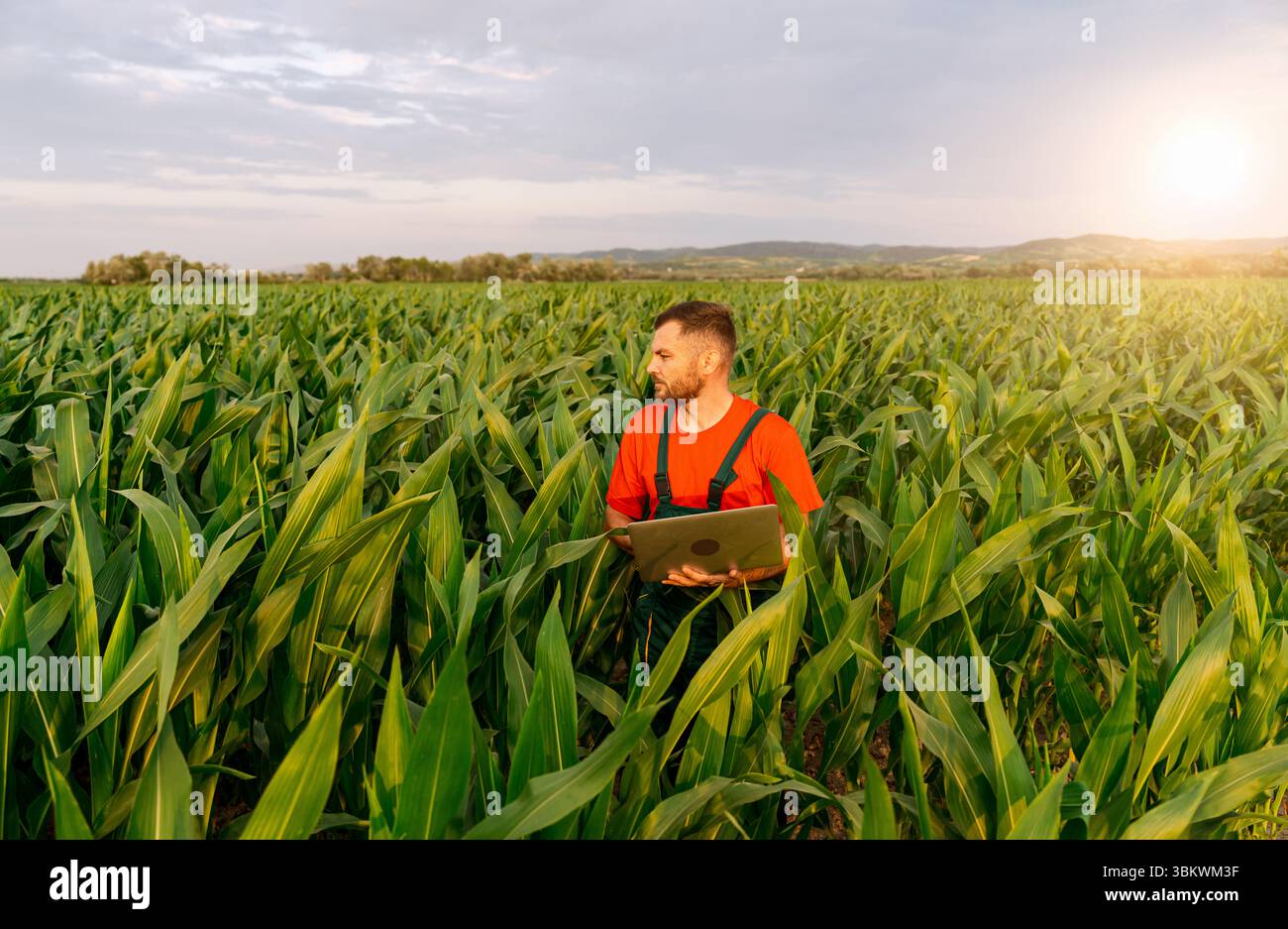 Farmer working in cornfield using hi-res stock photography and images ...