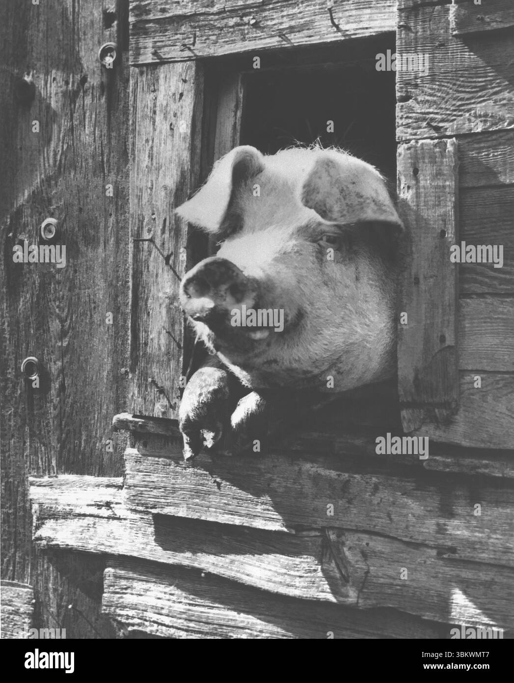 Farm pig with its head outside of the shed window Stock Photo - Alamy